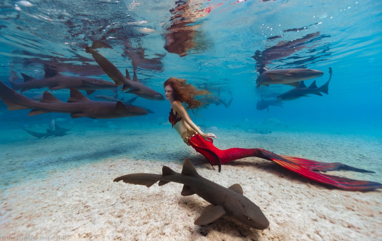Sharks | The Mindful Mermaid